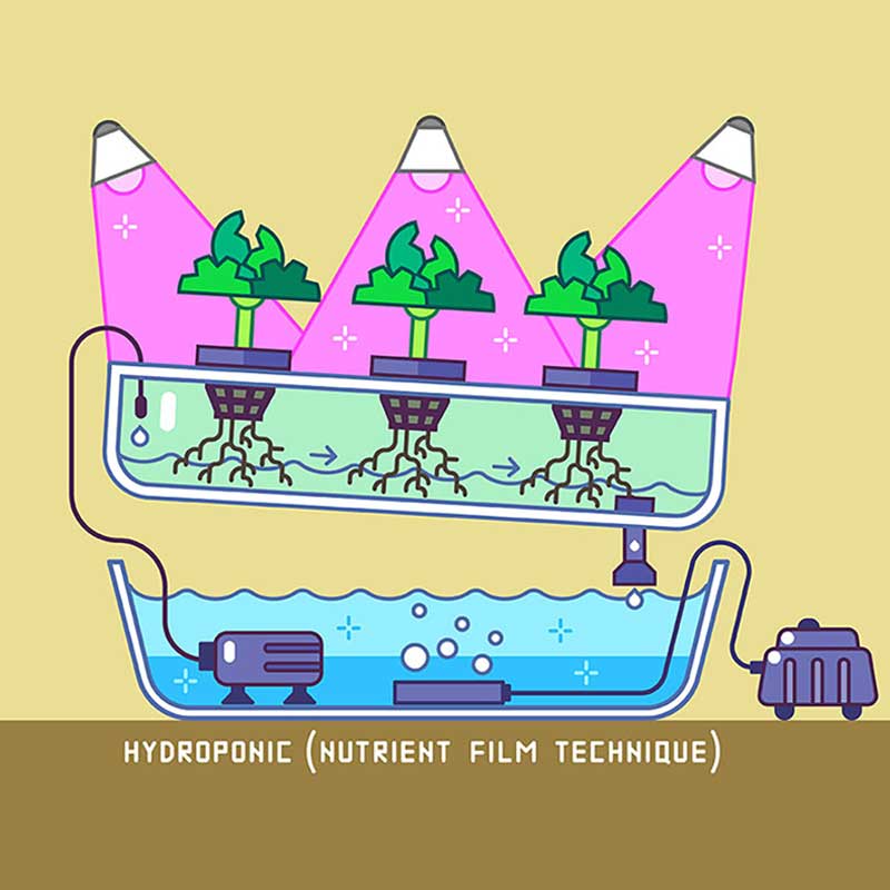 Nutrient Film Technique Hydroponics Commercial Greenhouse Manufacturer